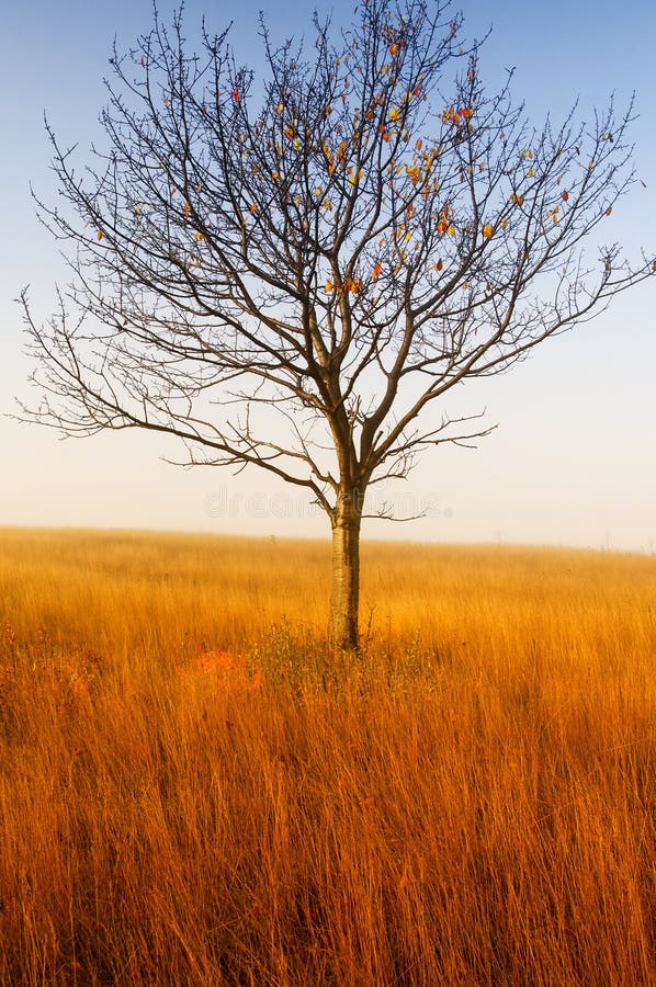 Alone Tree on the Field with Dry Grass Stock Image - Image of autumn ...