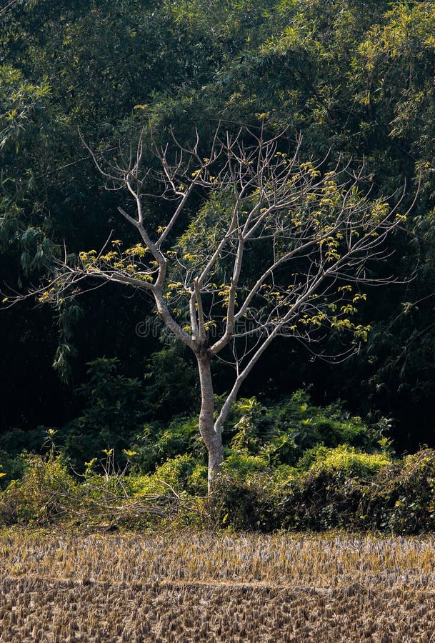 A alone tree in field stock photo. Image of alone, nature - 106492692
