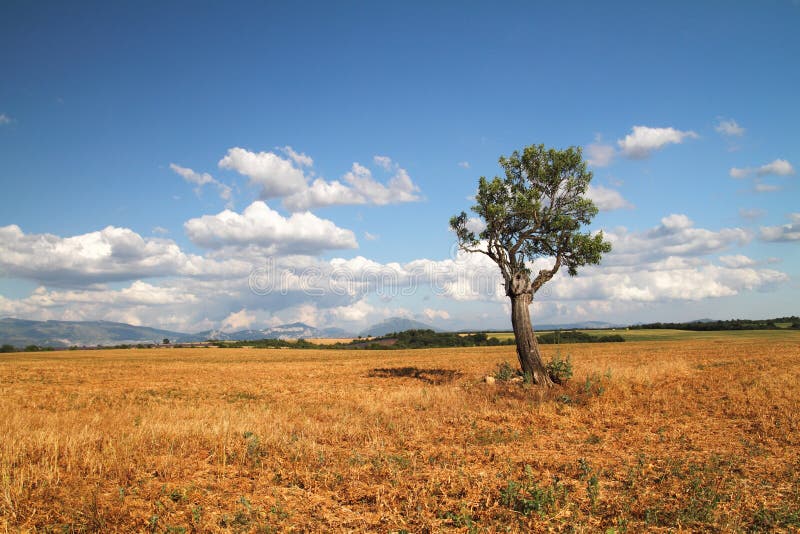 Alone Tree in the Field Provence, France Stock Image - Image of june ...