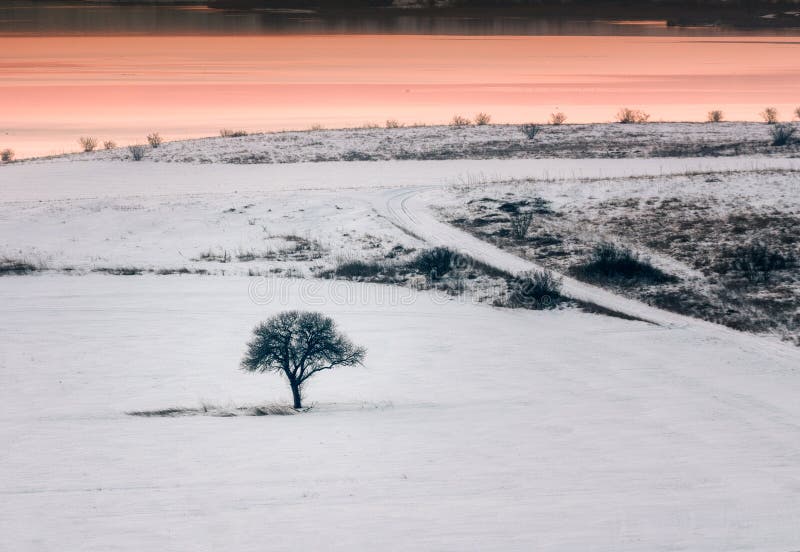 Alone Tree in a Field at Sunset, Winter Season Stock Image - Image of ...