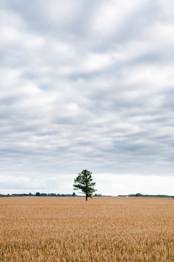 Alone Tree in the Field of Wheat Stock Photo - Image of bread, farmland ...