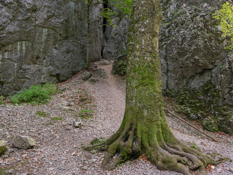 Alone Tree in Front of Narrow Rock Gorge Stock Photo - Image of gorge ...
