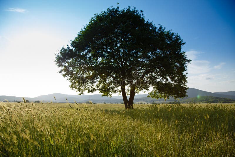 Alone tree in grass field stock photo. Image of horizon - 149656246