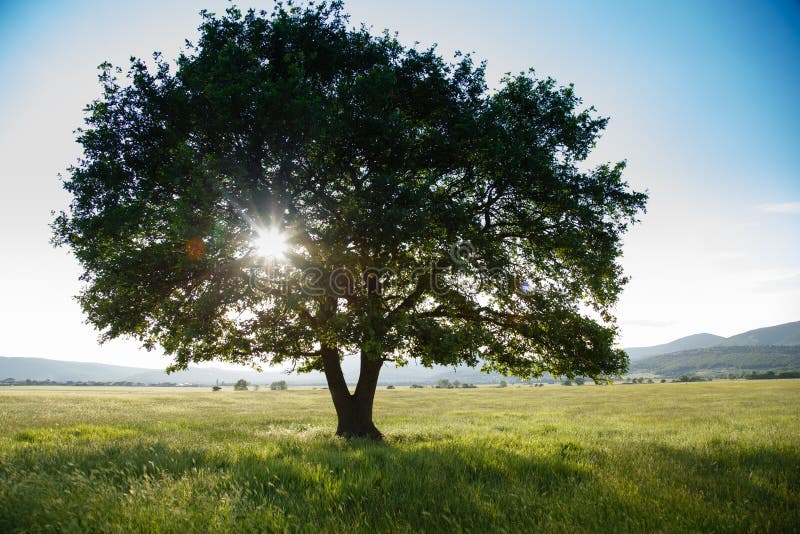 Alone tree in grass field stock photo. Image of single - 149656954