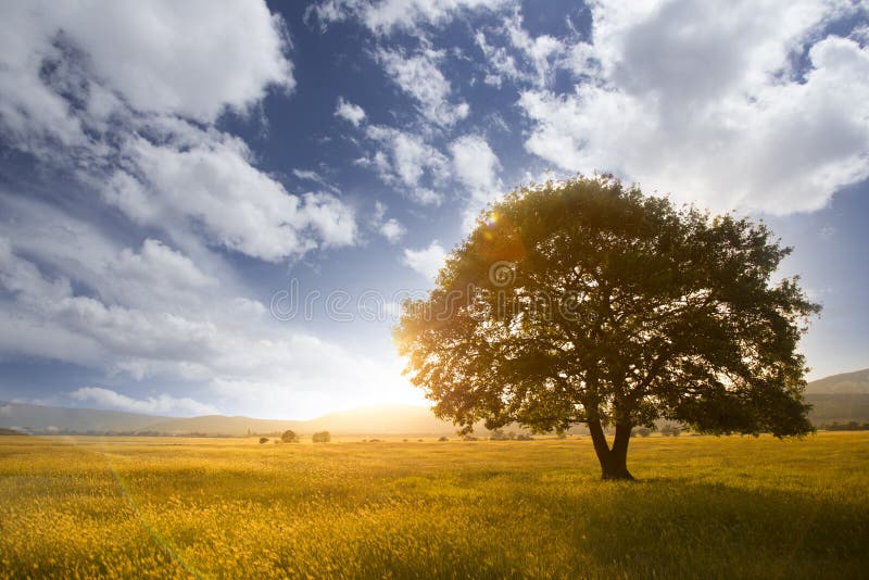Tree in Grass Field. Lone Oak at Sunset, Against a Background of ...