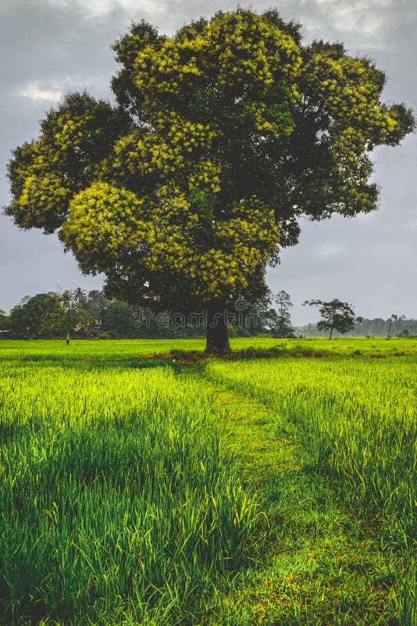 Alone Tree in Grass Field during Shade Weather Stock Photo - Image of ...