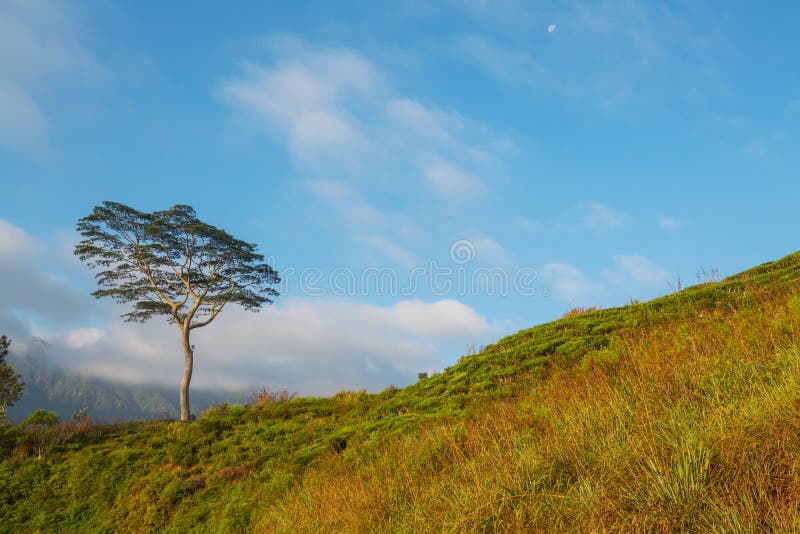 Alone tree stock image. Image of grass, travel, fall - 247293025