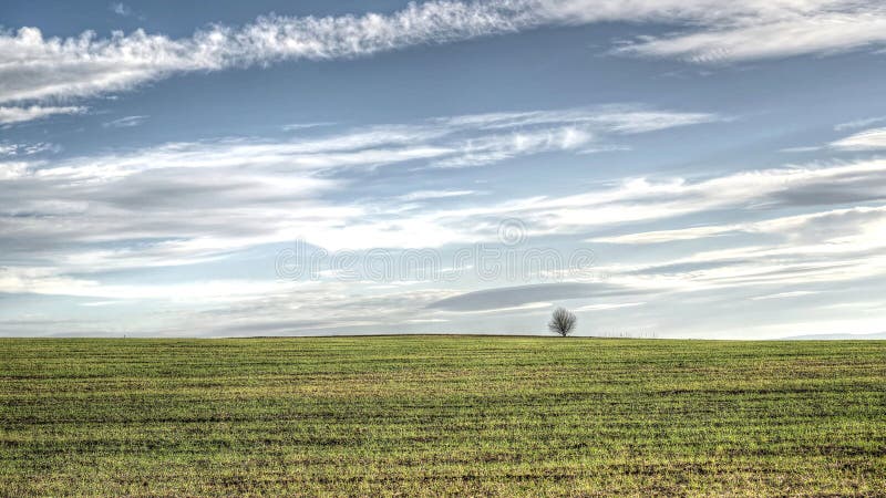 Alone tree in green field stock image. Image of lawn - 66077925