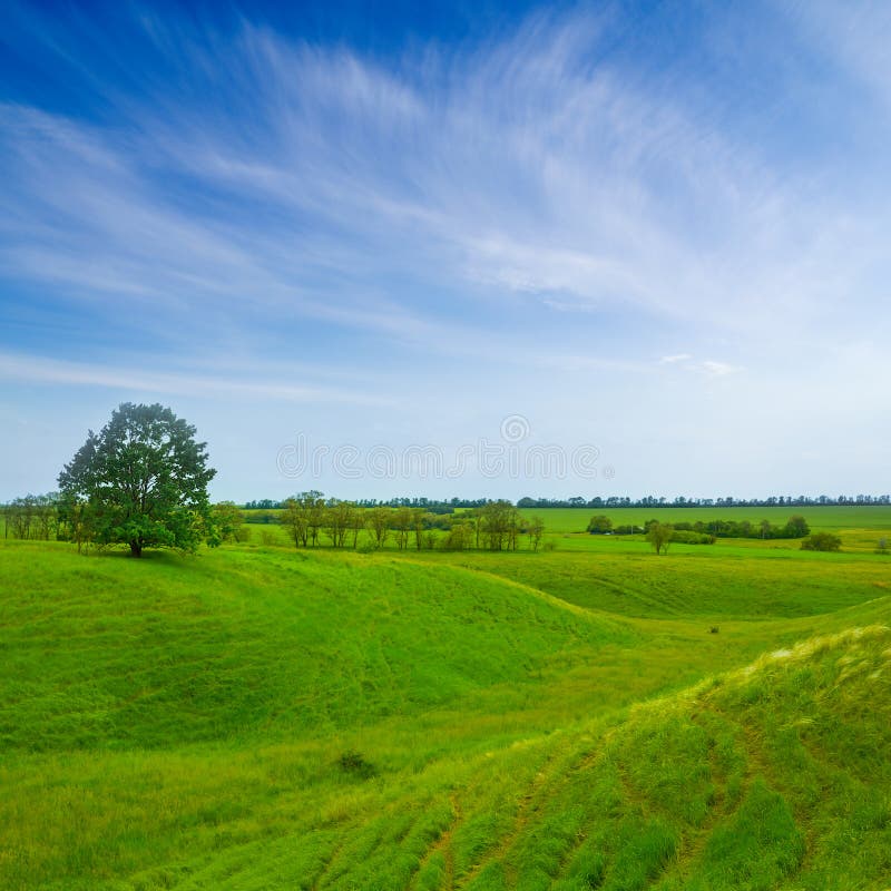 Alone Tree among Green Grass Hills Stock Image - Image of horizon, tree ...