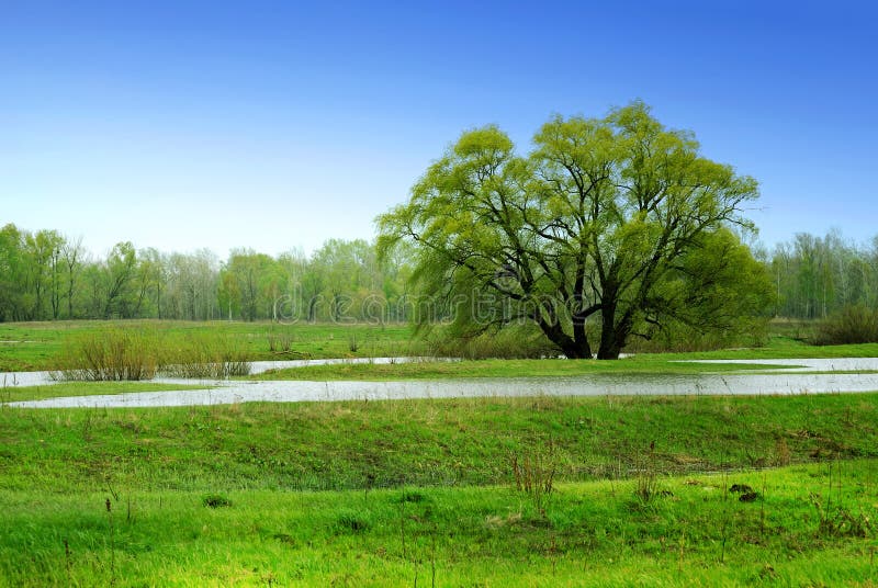 460+ Alone tree green meadow Free Stock Photos - StockFreeImages