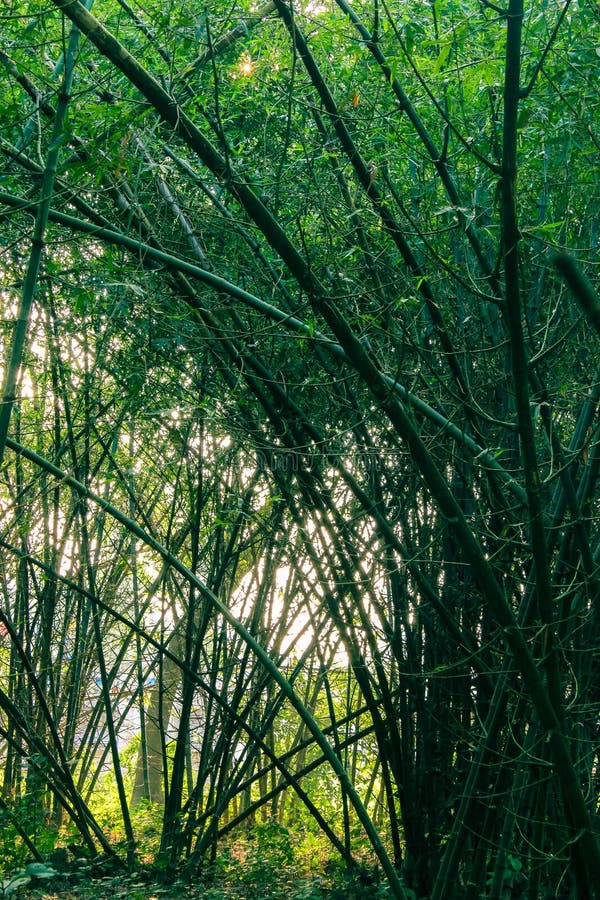 A Alone Tree Hide Under Bamboo Trees Stock Image - Image of bamboo ...