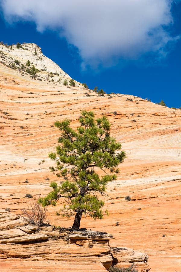 Alone Tree on the Hill in the Zion Stock Image - Image of hill, navajo ...