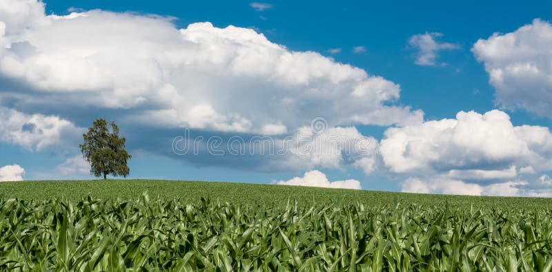 Alone Birch on the Horizon. Betula Stock Photo - Image of landscape ...