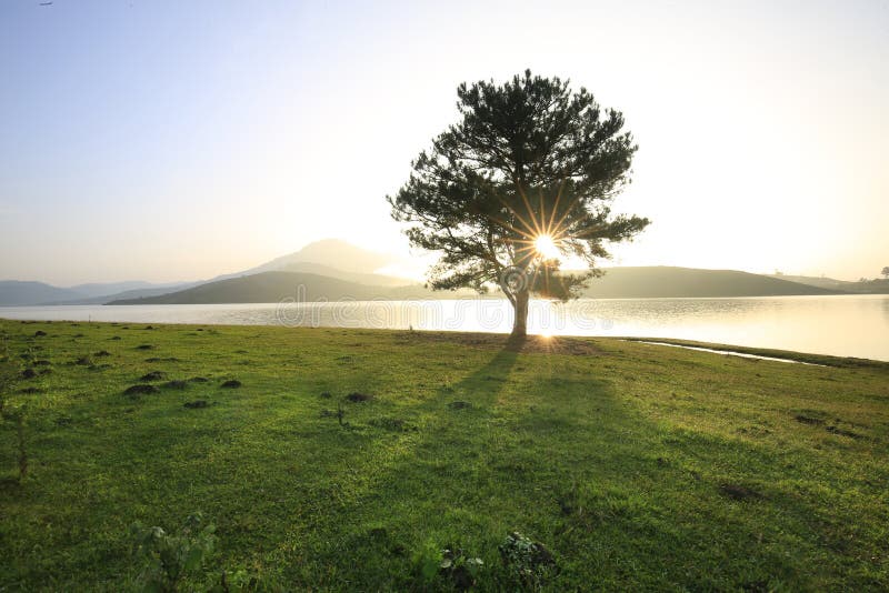 Alone tree in lake stock image. Image of environment - 77548125