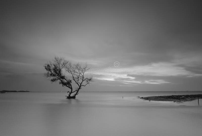 Alone Tree Landscape Black and White Stock Image - Image of alone ...