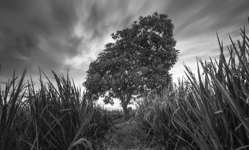 Alone Tree Landscape Black and White Stock Image - Image of black ...