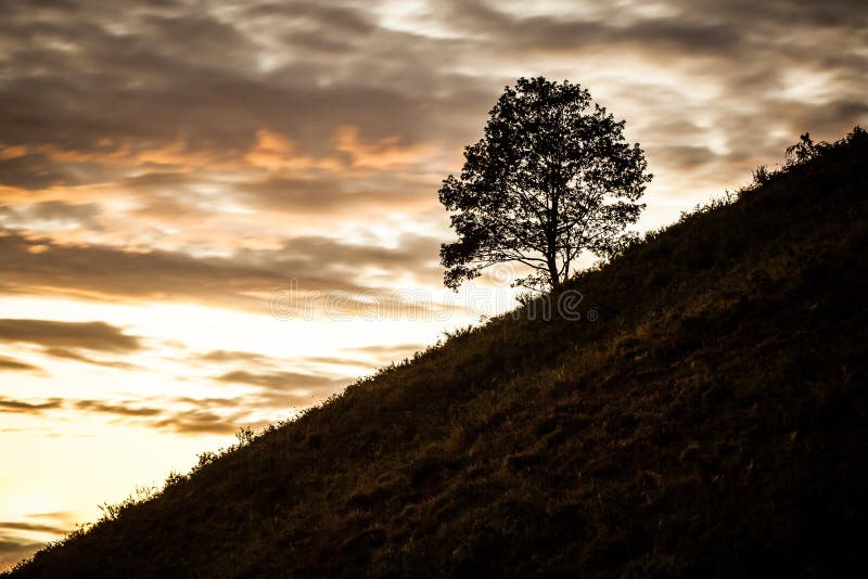 Alone tree in landscape stock photo. Image of conceptual - 66960266