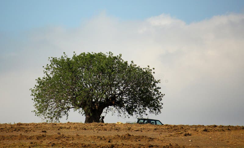 Alone Tree stock image. Image of clouds, skies, hill - 73702477