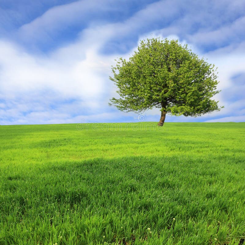 Alone tree on meadow stock photo. Image of alone, tree - 9648128
