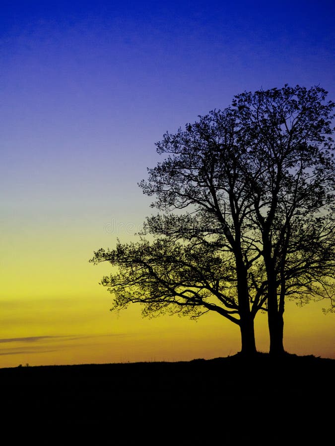 Alone Tree on Meadow at Sunset Stock Photo - Image of motivational ...