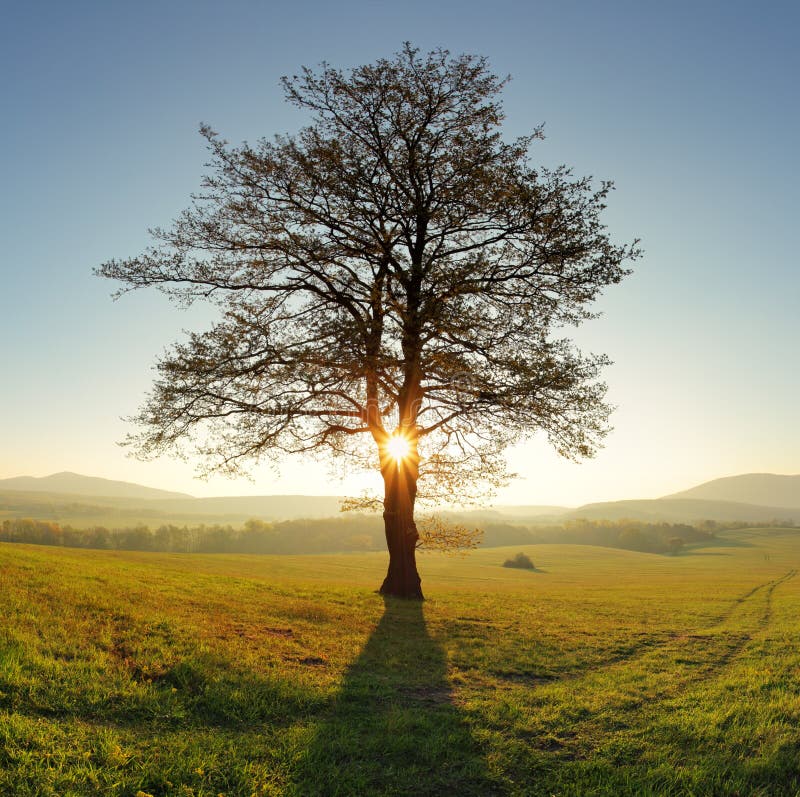 Alone Tree on Meadow at Sunset with Sun and Mist - Panorama Stock Photo ...