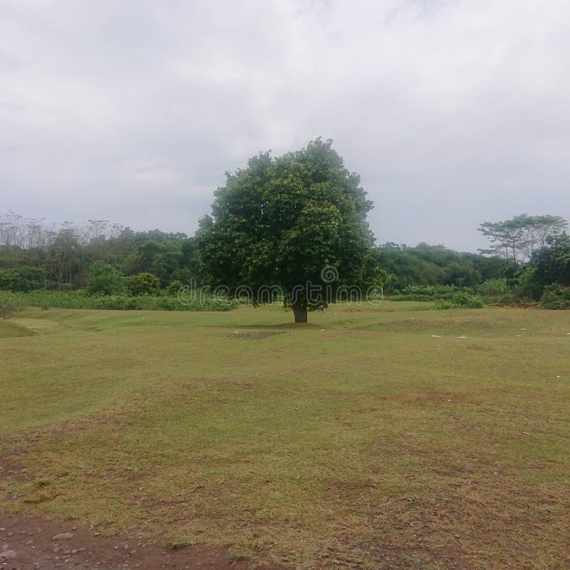 Alone Tree in the Middle of Field Stock Image - Image of reflection ...
