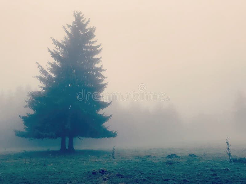 An Alone Tree in the Mist stock image. Image of trees - 173424789