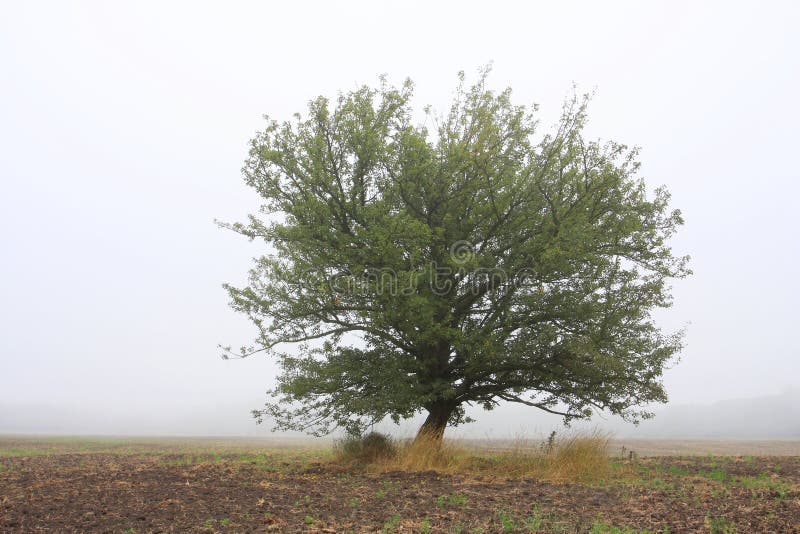 Alone tree on misty field stock photo. Image of nature - 10663502