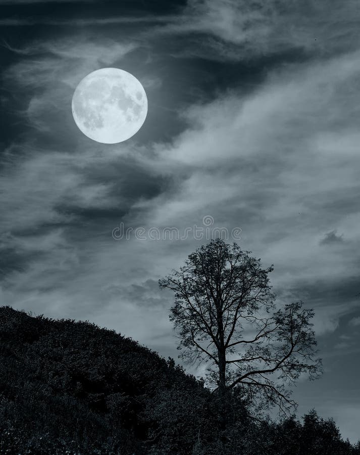 Trees with moon stock photo. Image of cloud, halloween - 222530512