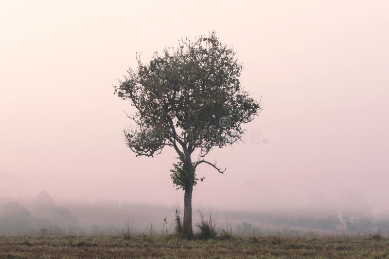 Alone Tree with Morning Fog Stock Photo - Image of season, travel: 68786404