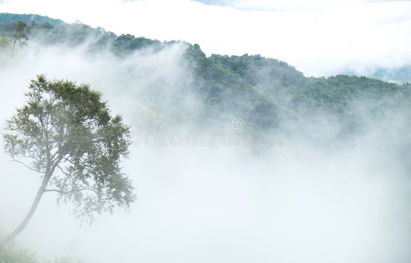 Tree Standing Alone Foggy Twilight Stock Photos - Free & Royalty-Free ...