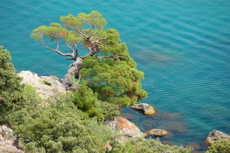 Alone Tree near the sea stock photo. Image of relax, peaceful - 12748048