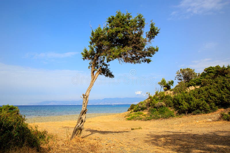 Alone tree near sea stock image. Image of natural, tree - 72603681