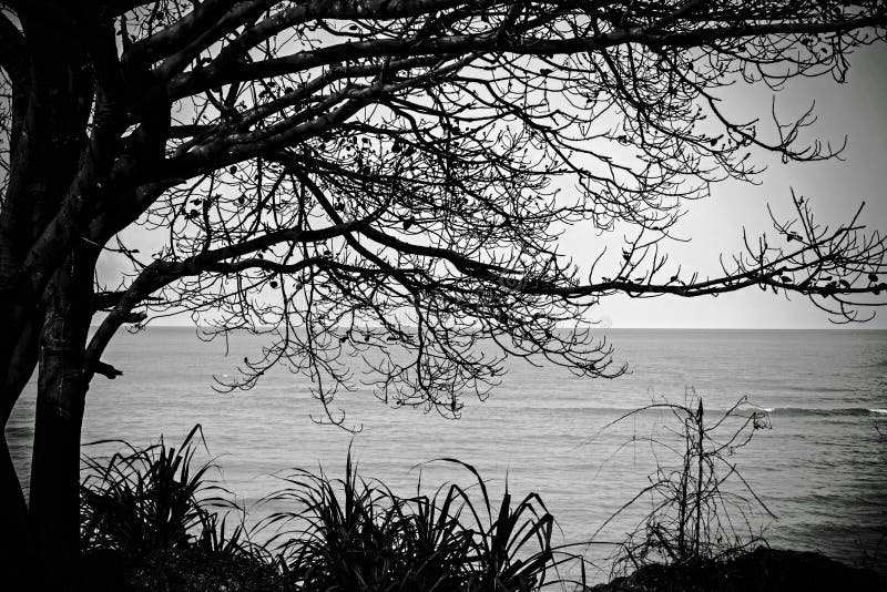 Alone Tree Near the Sea with Sky in Black and Stock Photo - Image of ...