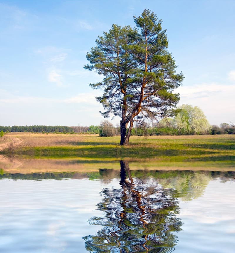 Alone tree near water stock image. Image of green, landscape - 18238001