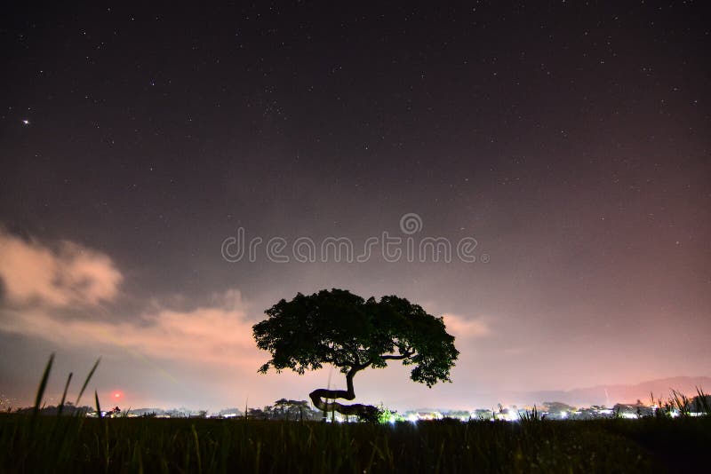 Alone tree at the night stock image. Image of plant - 151794947
