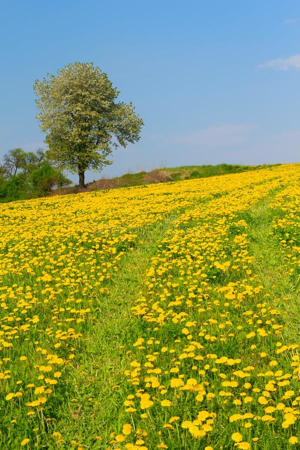 Meadow stock image. Image of meadow, flowering, nature - 2555897