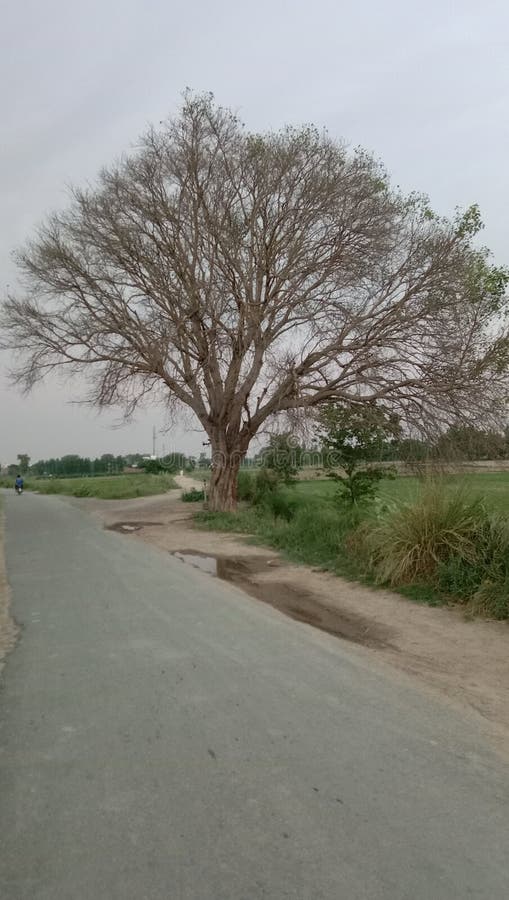 Alone Tree in Punjab Pakistan Stock Image - Image of pakistan, hill ...