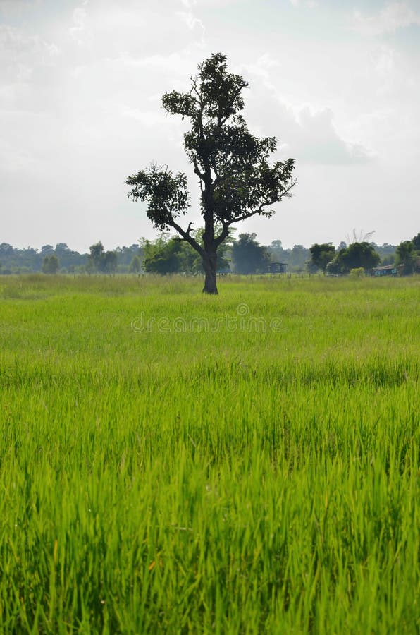 Alone Tree among Rice Field Stock Photo - Image of field, paddy: 45129930