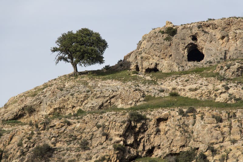 Alone Tree on the Rock, Alone Green Tree on the Mountain Stock Photo ...