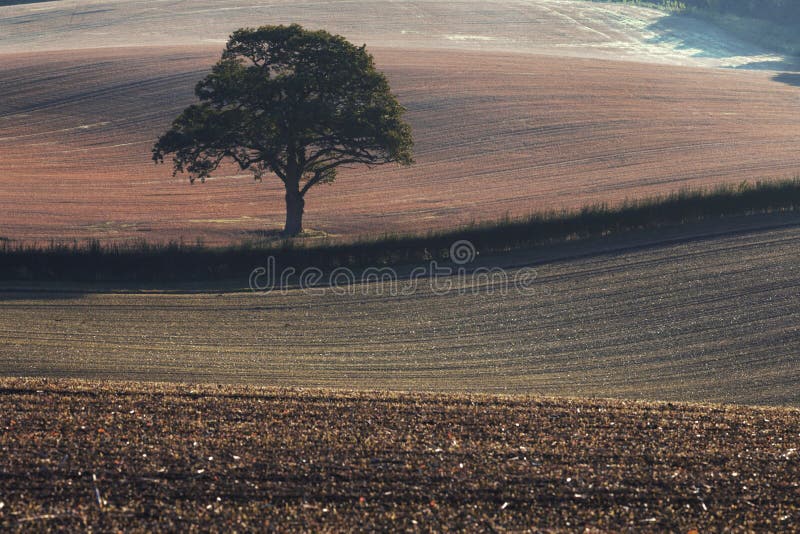 Alone Tree on Rolling Fields of British Countryside Stock Image - Image ...