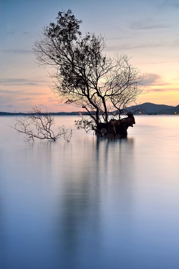 Alone tree stock photo. Image of tropical, water, light - 33104142