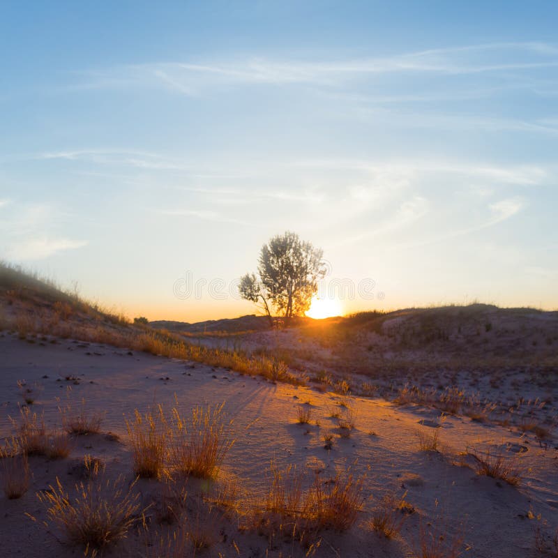 Tree Silhouette among Sandy Prairie at the Sunset Stock Image - Image ...