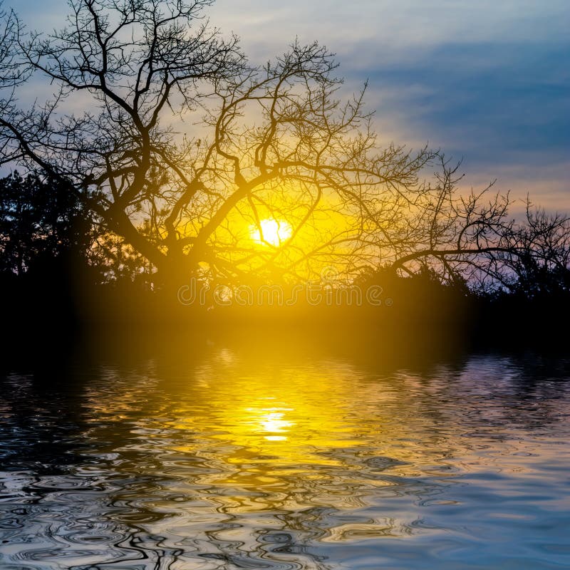 Tree Silhouette at the Sunset Reflected in Water Stock Photo - Image of ...