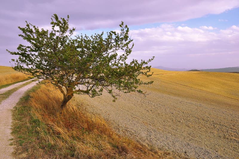 Alone tree stock photo. Image of welcoming, tranquil - 33549226