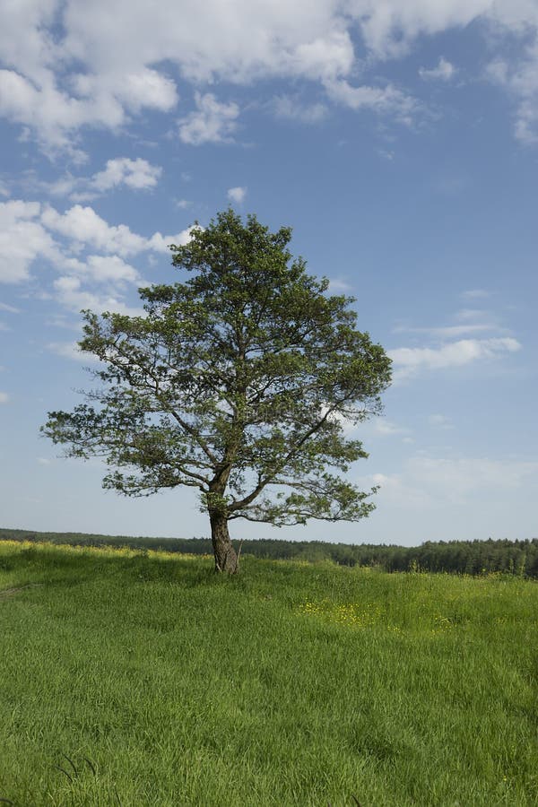 Tree In Field Picture. Image: 940166
