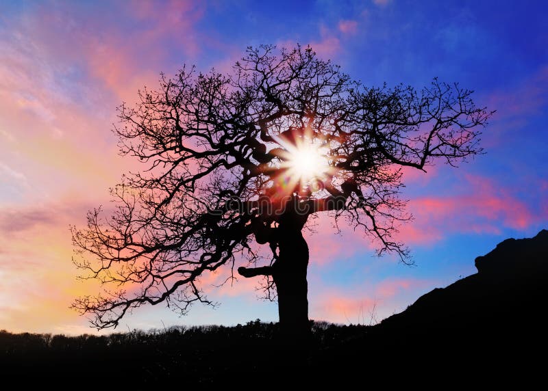 Alone Tree with Sun and Color Red Yellow Sky Stock Photo - Image of ...