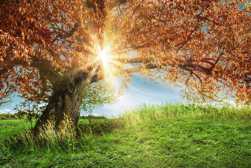 Alone tree sunrise stock photo. Image of meadow, clouds - 116041218