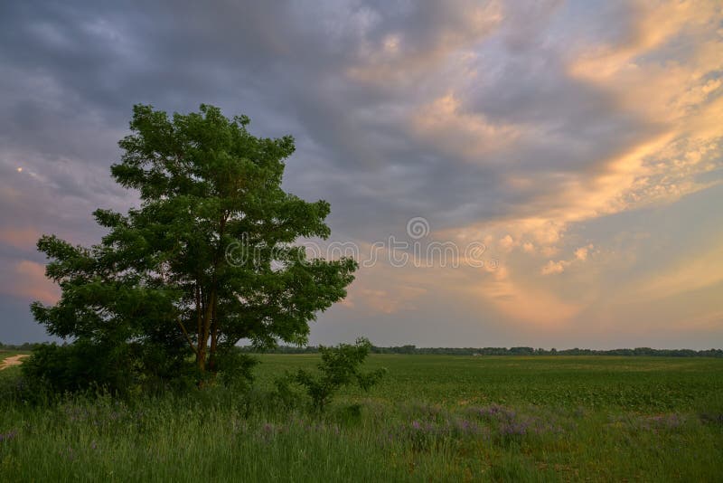 Alone Tree at the Sunset in the Field Stock Image - Image of drama ...