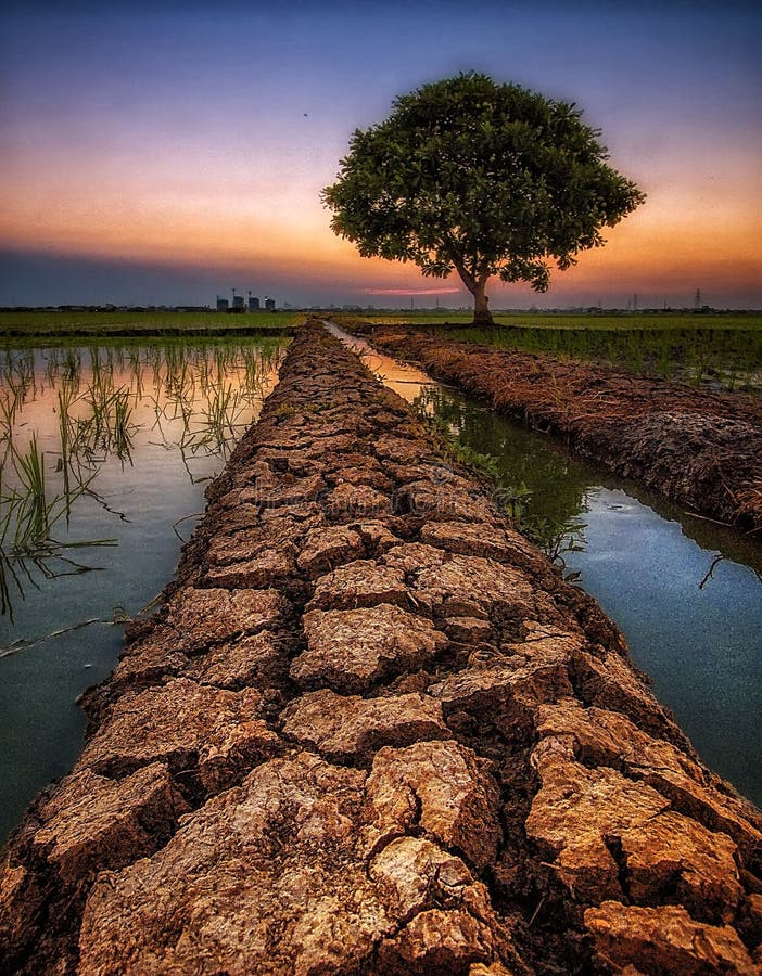 Alone Tree at Sunset View River Land Stock Photo - Image of view, land ...